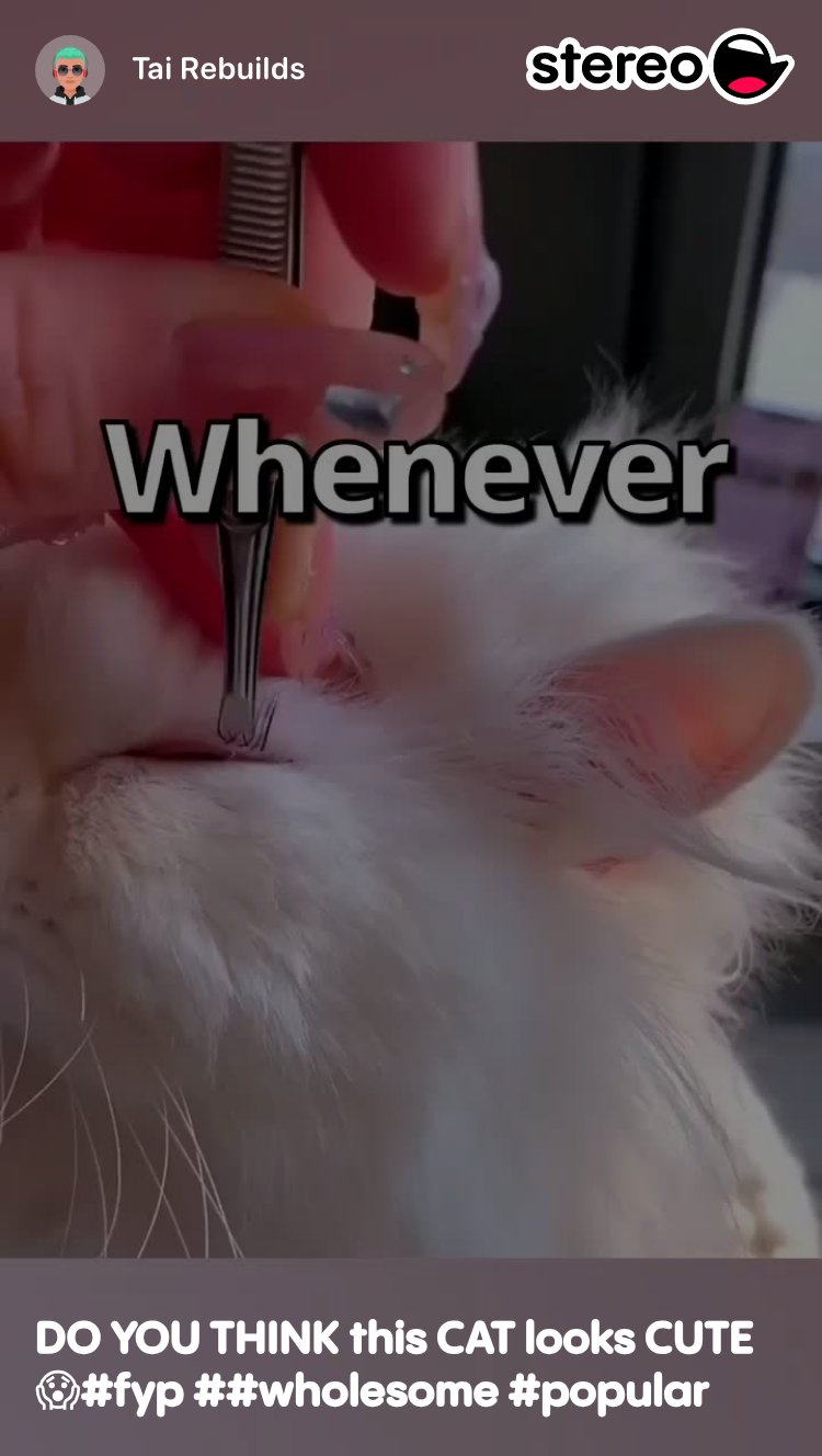 DO YOU THINK this CAT looks CUTE 😱#fyp ##wholesome #popular